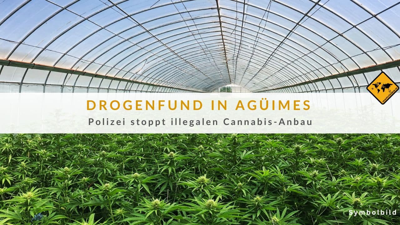 Drogen Gran Canaria: 160 illegale Pflanzen in Agüimes entdeckt ...